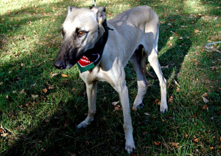 Perros en adopción | Fundapab